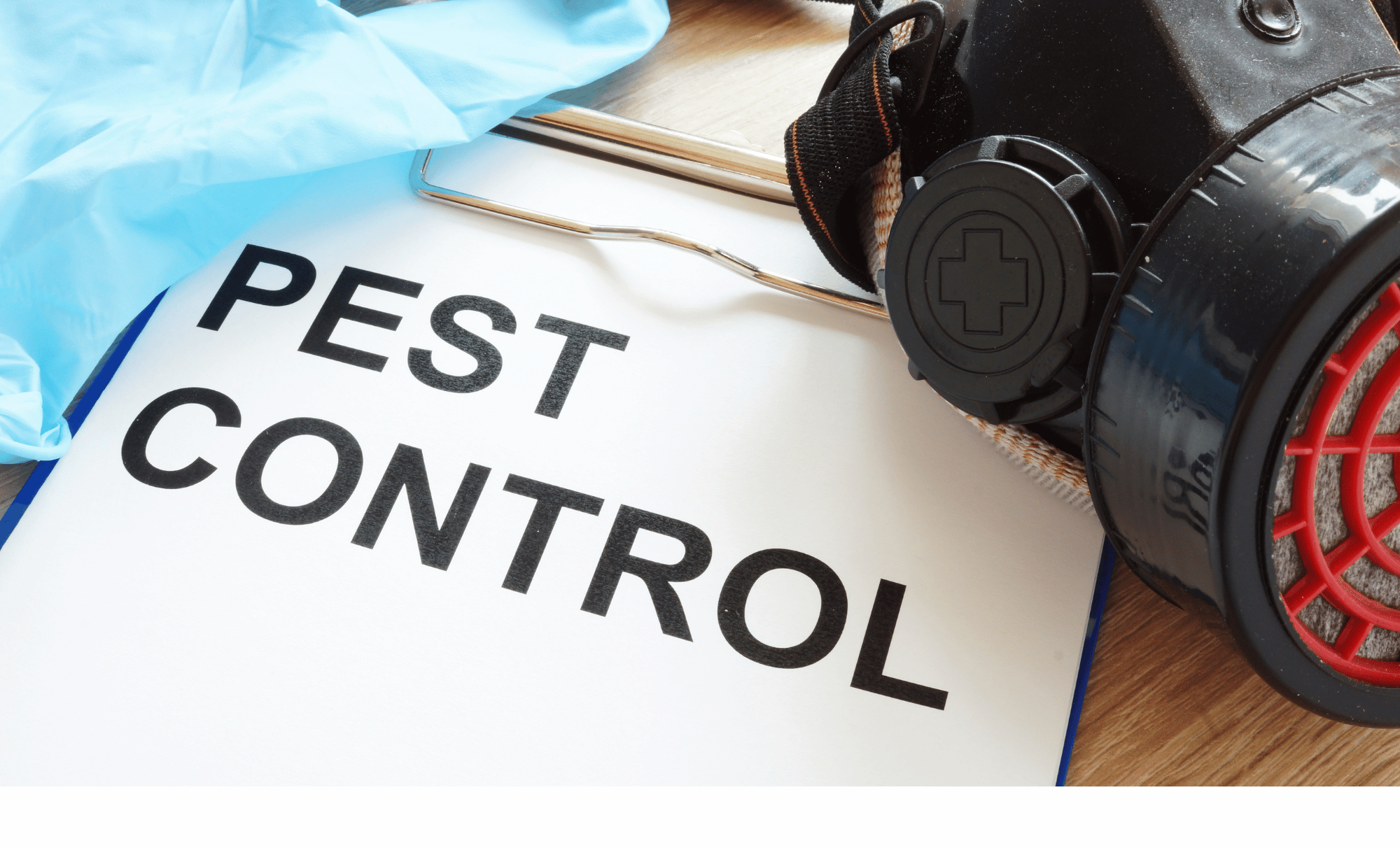 5 Tips for Preventing Ants & Cockroaches from Settling in Your Car ...